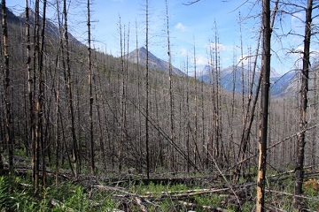 Disturbance ecology - Ecology and Biogeography