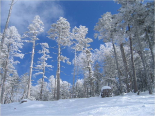 - Snow mountain ecology - - Disturbance-based ecosystem management